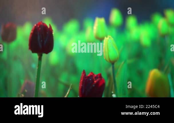 Light and sound show and colorful flower garden decoration at the ASEAN ...