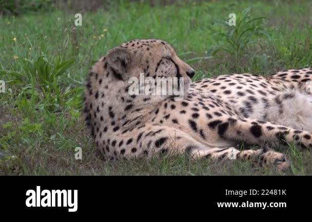 Cheetah being touched by a human. High quality 4k footage Stock Video ...