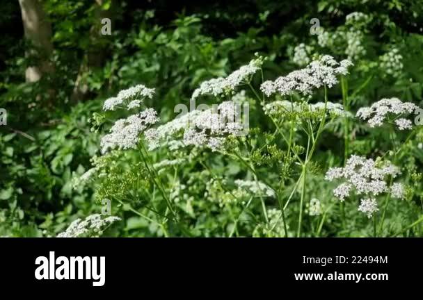 Ground Elder (Aegopodium podagraria) in the Forest Stock Video Footage ...