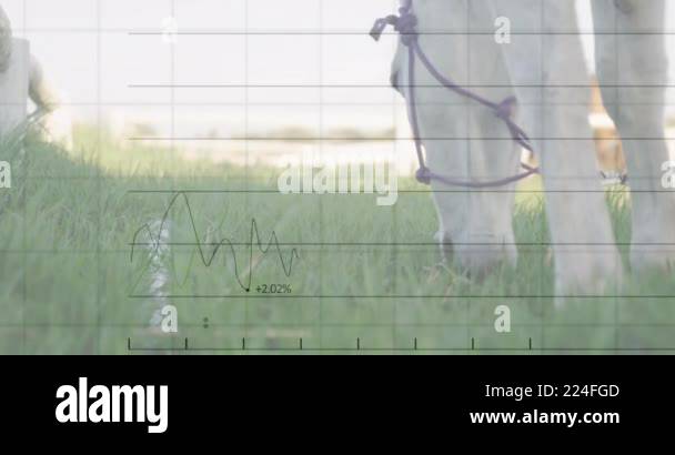Horse grazing in field with financial data and graph animation over it ...