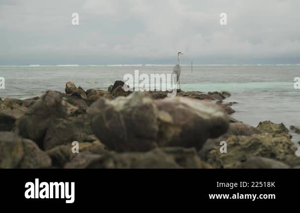 A lonely seabird sits on rocks near the ocean shore. Stormy evening ...