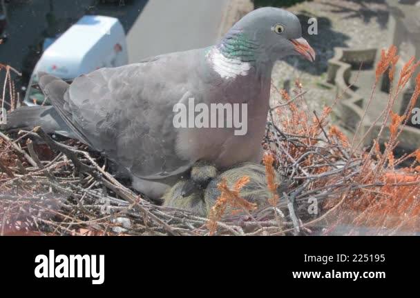 A dove keeps its young pigeons warm. Two day old baby squabs are being ...