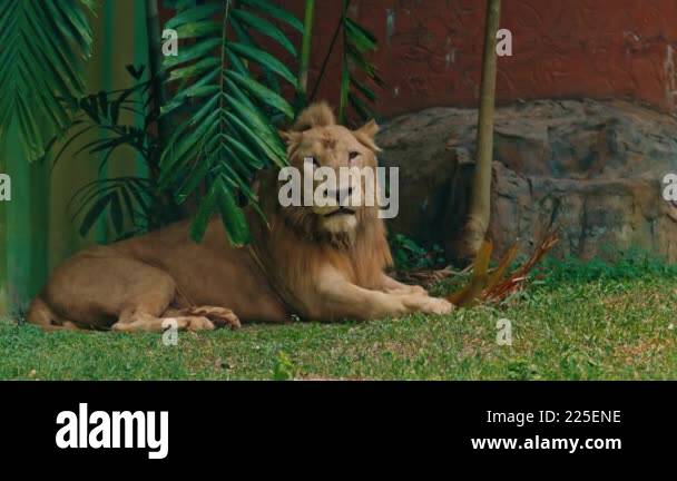 Graceful Lion Is Lying on the Green Grass in Its Enclosure, Licking ...