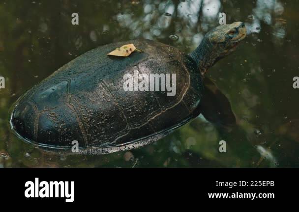 Close-Up View of Small Turtle with Poked Head Out Looking Around ...