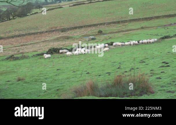 A flock of sheep and pheasants grazing in a moorland field during ...