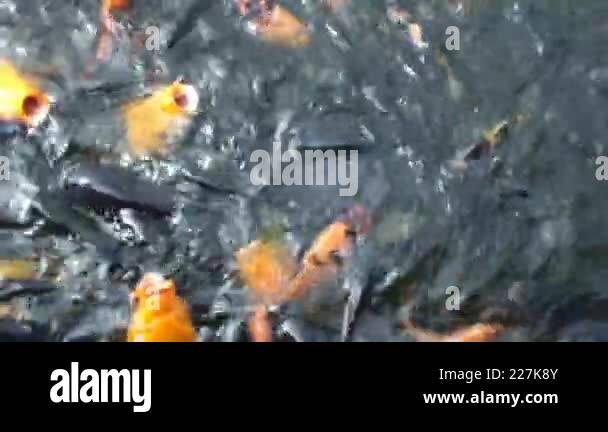 Top view angle. Various types of fish swim in the pond. Tilapia, carp ...