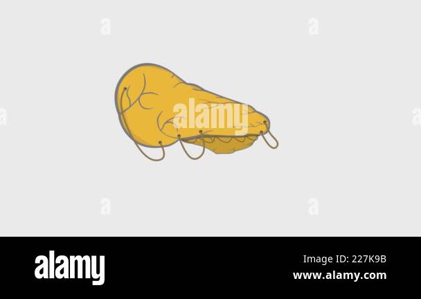 Animation of a flying brain. Cartoon on the topic of new ideas thinking ...