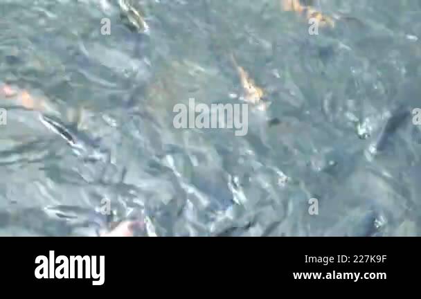 Top view angle. Various types of fish swim in the pond. Tilapia, carp ...