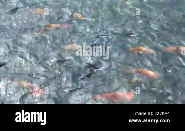 Top view angle. Various types of fish swim in the pond. Tilapia, carp ...