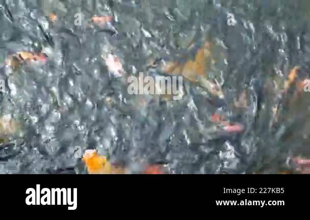Top view angle. Various types of fish swim in the pond. Tilapia, carp ...