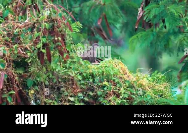 Close-up of a colorful exotic bird perched on green tree branch in lush ...