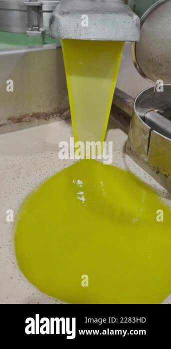 Golden olive oil flowing from a press into a collection tank during the ...
