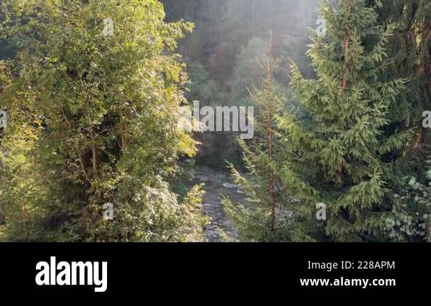 Spruces and deciduous trees on riverbank and fog over water Stock Video ...