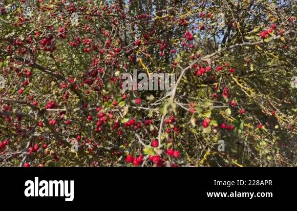 Old tree of hawthorn with ripe fruits in sunny day Stock Video Footage ...