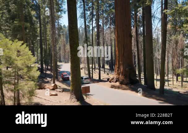 Giant redwood pines sequoia trees, Sequoia National Park, California ...