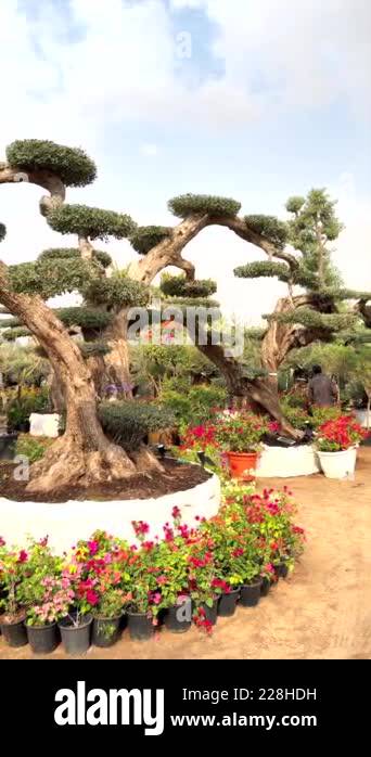 Market flourishing with decorative plant sales, offering unique flowers ...