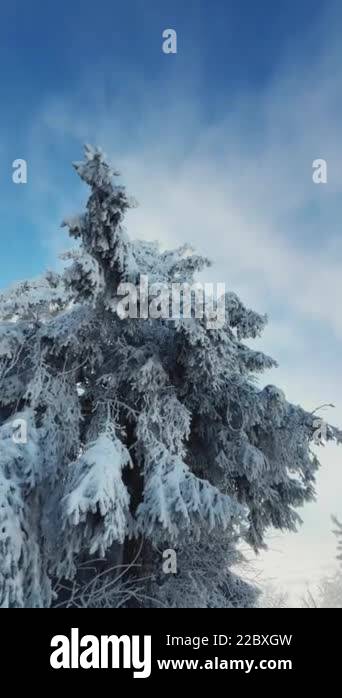 A truly majestic tree, beautifully enveloped in soft white snow, stands ...