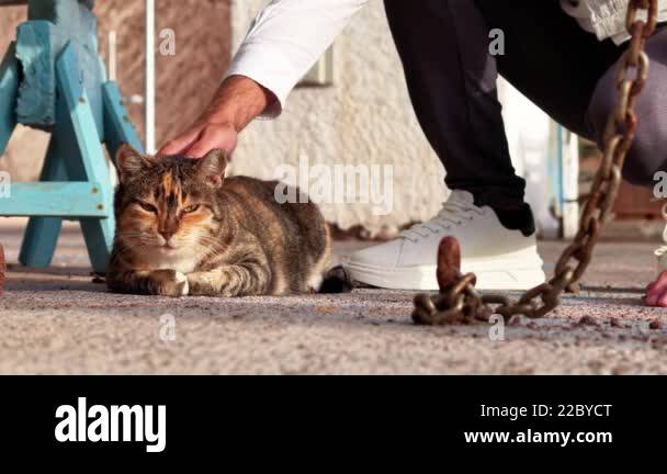 A white man gently strokes a calm cat resting on the ground near the ...