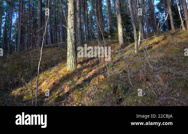 Stockholm, Sweden A view of the forest with no snow in December Stock ...