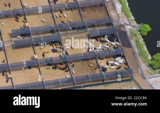 Large stockyard with meat cows. Feeding of cattle on farm feedlot in ...