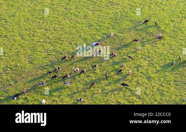 Organic milk and beef production. Free range cows grazing on green farm ...