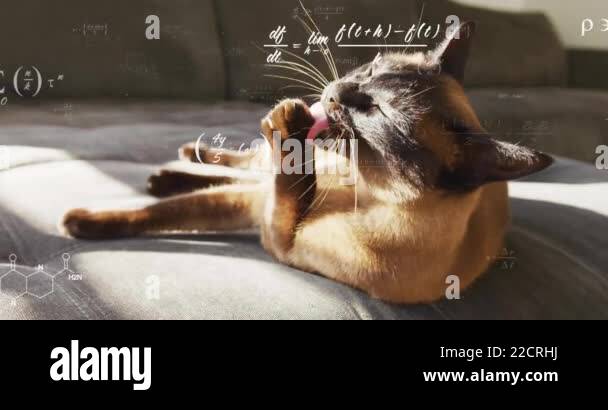 Mathematical equations and formulas animation over cat grooming on ...