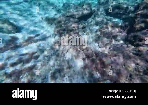 Underwater snorkelling cyprus fish and marine life blue azure waters ...