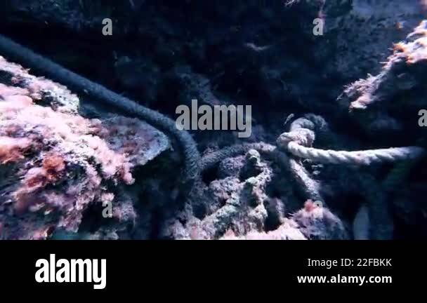 Underwater snorkelling cyprus fish and marine life blue azure waters ...