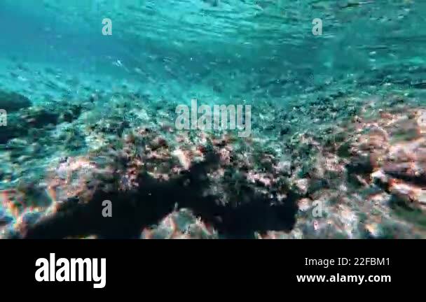 Underwater snorkelling cyprus fish and marine life blue azure waters ...