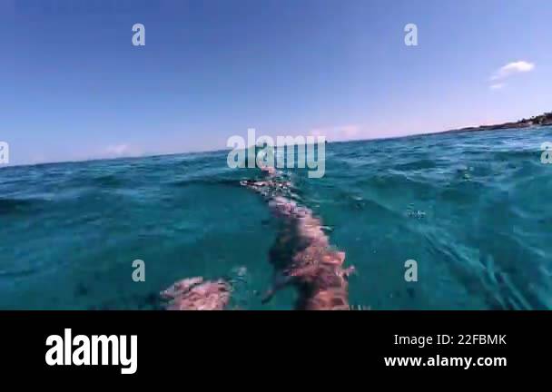 Underwater snorkelling cyprus fish and marine life blue azure waters ...