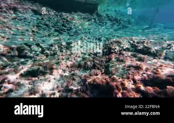 Underwater snorkelling cyprus fish and marine life blue azure waters ...