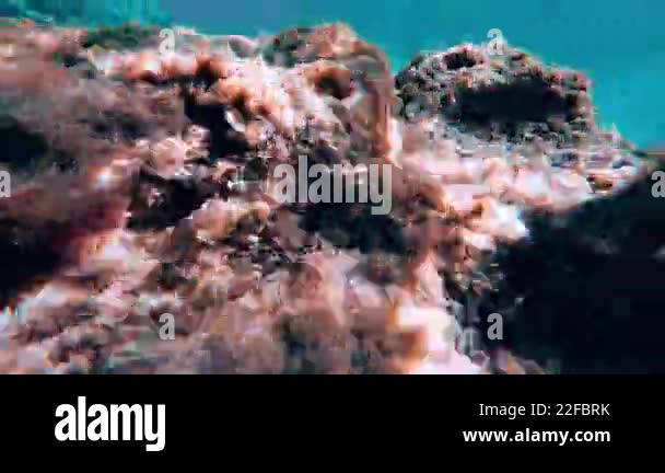 Underwater snorkelling cyprus fish and marine life blue azure waters ...