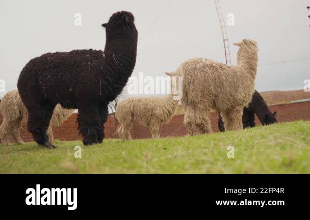 Portrait of black alpaca standing grazing in the Andes mountain range ...