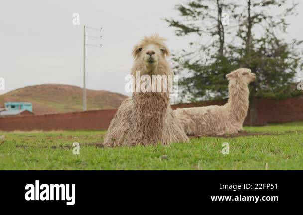 Portrait of a white alpaca sleeping in the Andes mountain range ...