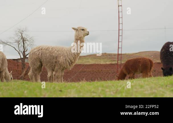 Portrait of a white alpaca standing grazing in the Andes mountain range ...