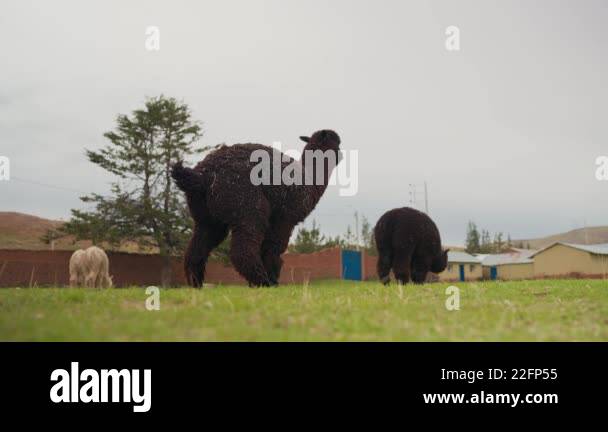 Portrait of a black alpaca standing defecating in the Andes mountain ...