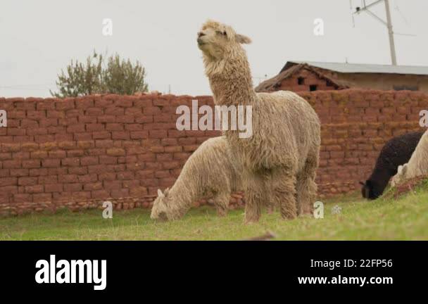 Portrait of a white alpaca standing grazing in the Andes mountain range ...