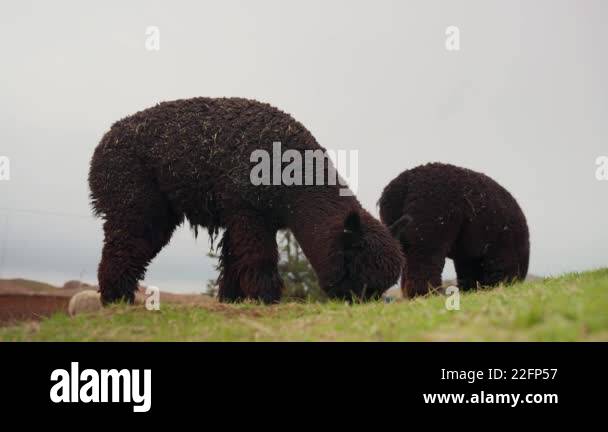Portrait of black alpaca standing grazing in the Andes mountain range ...