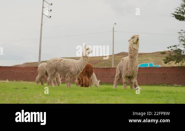 Portrait of a white alpaca standing grazing in the Andes mountain range ...