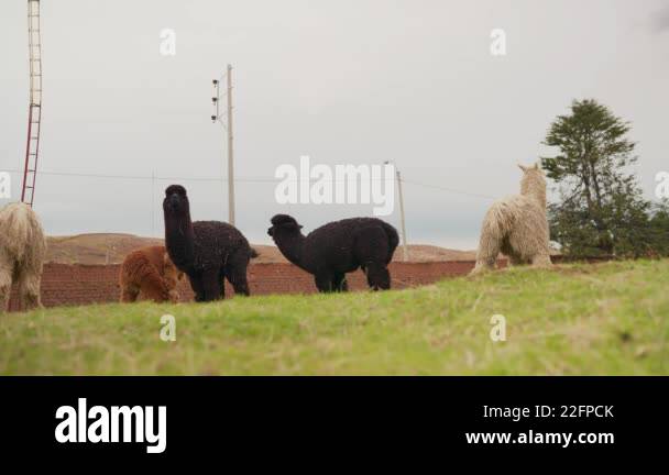 Portrait of black alpaca standing grazing in the Andes mountain range ...