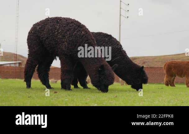 Portrait of black alpaca standing grazing in the Andes mountain range ...