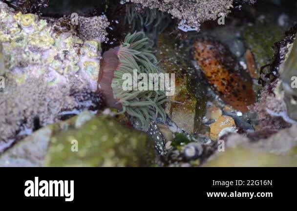 Vibrant Marine Life in a Rocky Tide Pool: A Close-Up Exploration of ...