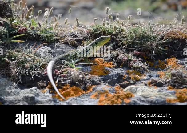Vibrant Detailed Capture of a Wild Green Snake Slithering Through the ...