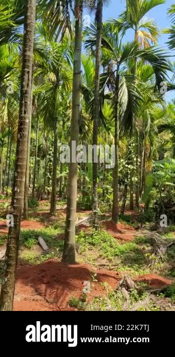 areca nut tree farm, indian agriculture Stock Video Footage - Alamy