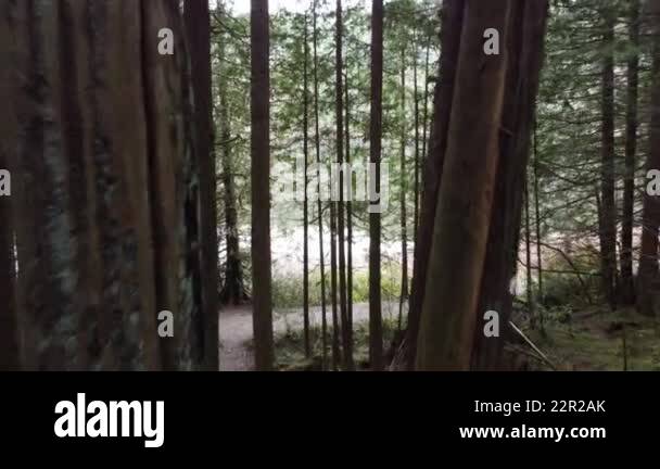 Exploring the forest from above: a trail beneath towering spruce trees ...