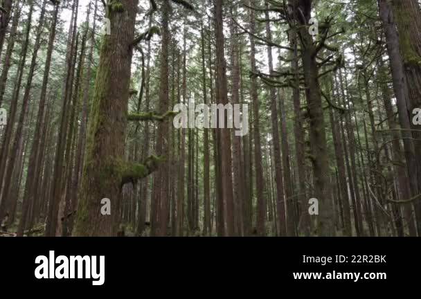 Flying between the trees: a serene view of the forest on a cloudy day ...