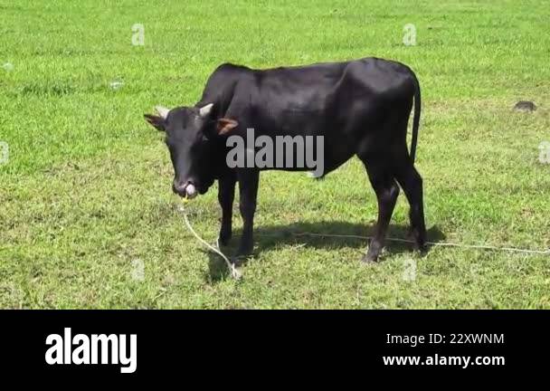 Beautiful cows live together at the rural farm Stock Video Footage - Alamy
