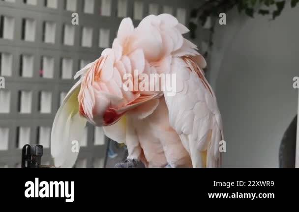 A vibrant and colorful cockatoo capturing its unique and beautiful ...