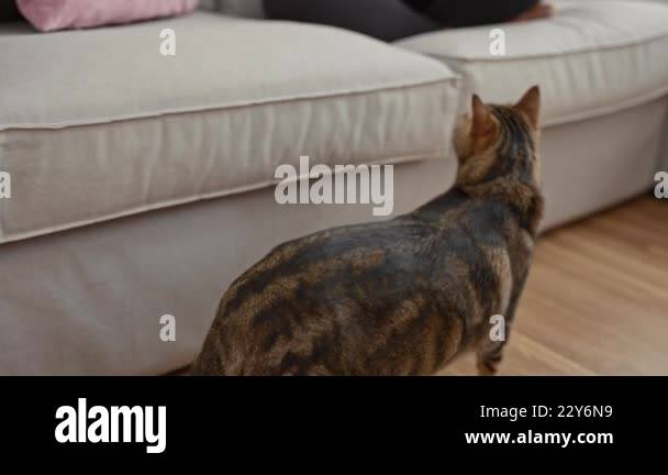 Domestic tabby cat exploring a cozy living room with wooden floors and ...