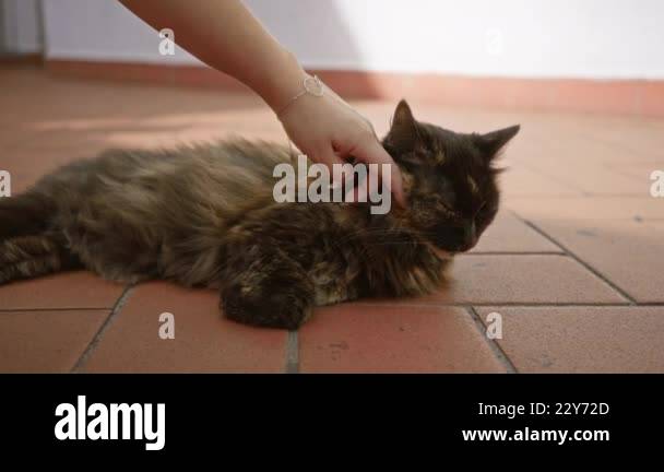 Woman gently petting a relaxed cat outdoors on a sunlit patio with ...